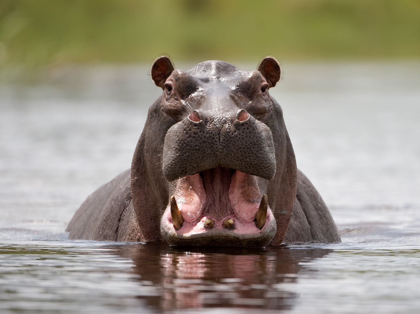 Hippo Attack in Kavango West Leaves Teen Injured | The Updated World